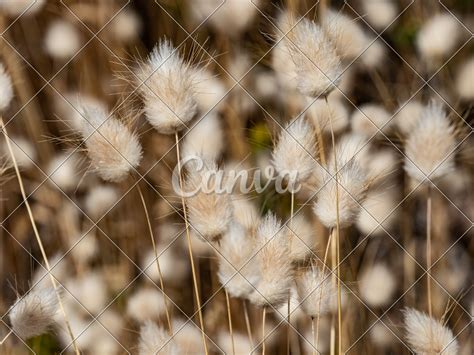 Fluffy Grass Photos By Canva