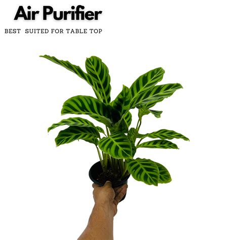 Calathea Zebrina Zebra Plant Live Plant Home And Graden Hug A Plant