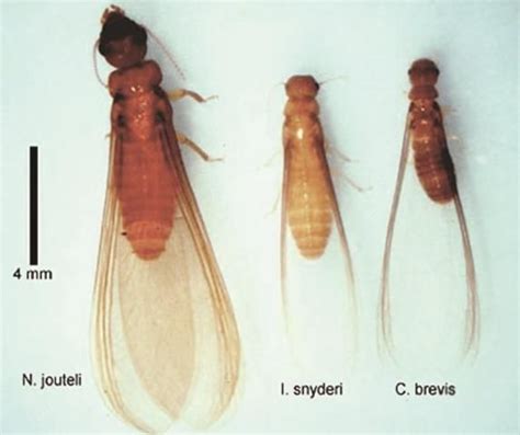 Drywood Swarmer Termites Identifying And Eliminating Infestations
