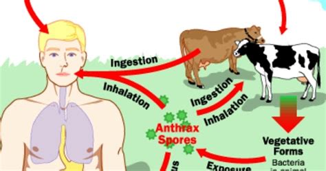 Definition Of Endemic Disease And Examples