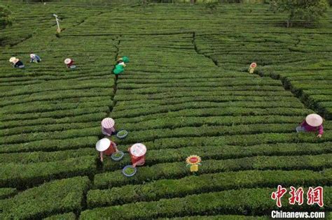 广东柏塘山茶香飘千年 青年返乡拓茶叶市场杨志丰直播张文忠