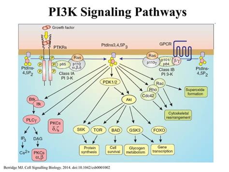 6 Rtk Signaling Mapk Akt Pdfcell Signaling Presentation Ppt