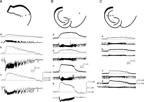 Field Potential And K O Profiles Associated With 4 Ap Induced
