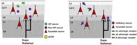 Potential Local Circuit Plasticity Evoked By Cholinergic And Download Scientific Diagram