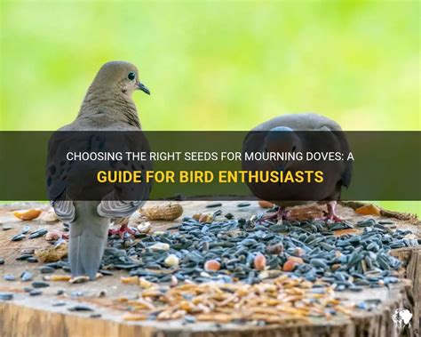 Choosing The Right Seeds For Mourning Doves A Guide For Bird