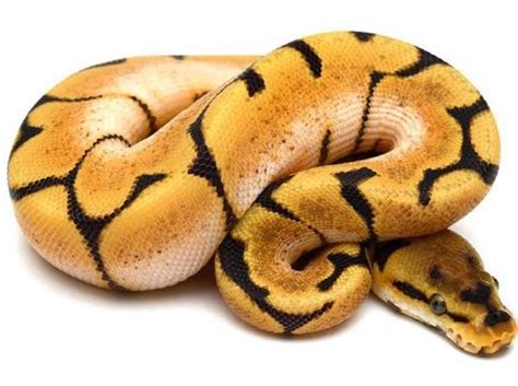 5 Varietas Ular Ball Python Yang Sangat Eksotic Rakcer Id