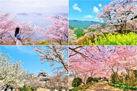 Sakura Special Most Beautiful Places To Enjoy Cherry Blossoms In Shikoku Japan Rail Club