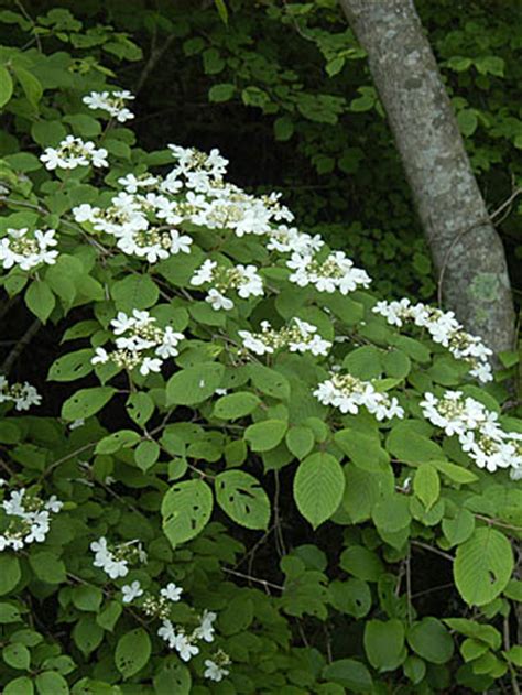 ヤブデマリ Viburnum plicatum var tomentosum レンプクソウ科 Caprifoliaceae ガマズミ属 三河