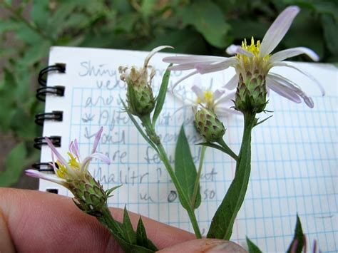 Engelmanns Aster Photos Page 1