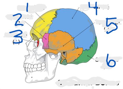 Axial Skeleton Flashcards Quizlet