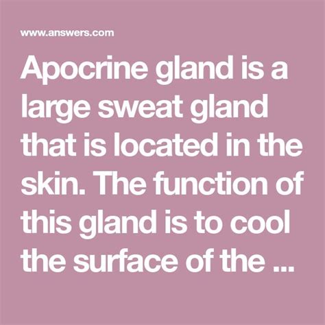 Apocrine Gland Is A Large Sweat Gland That Is Located In The Skin The