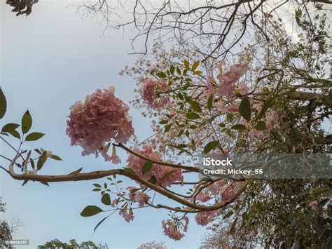 장미빛 트럼펫 꽃입니다 Tabebuia 꽃 또는 핑크 Poui 호출할 수 있습니다 0명에 대한 스톡 사진 및 기타 이미지