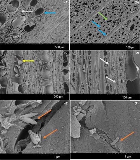 Scanning Electron Sem Micrographs Of Transverse A B And Download Scientific Diagram
