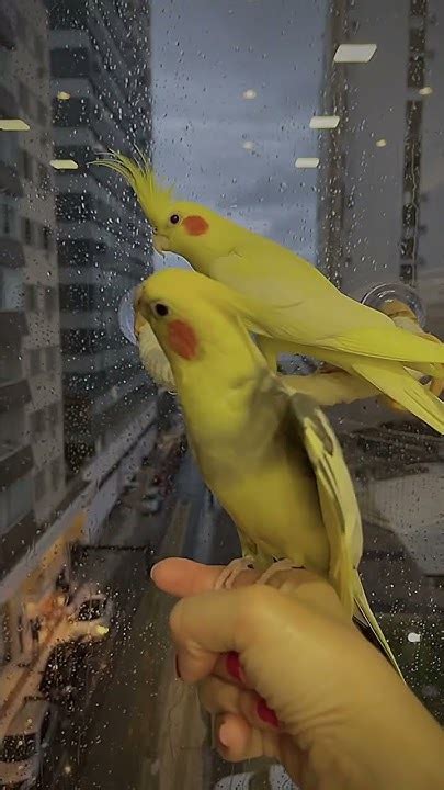 Calopsita Animada Cantando 😁 Shorts Youtube