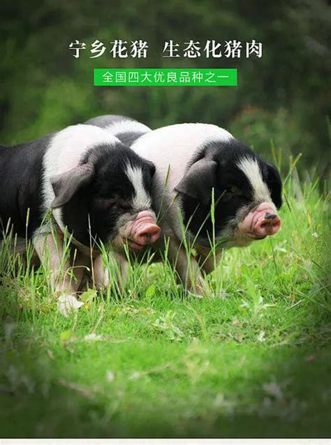 湖南宁乡花猪的搜索结果 百度图片搜索 花瓣网