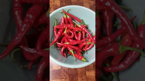 Cayenne Pepper Harvest 🌶️ What Does A Cayenne Pepper Look Like 👀