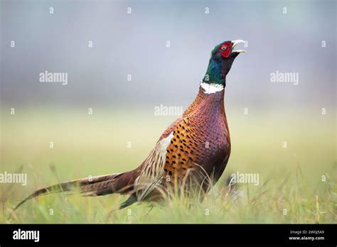 Bird Common Pheasant Phasianus Colchius Ring Necked Pheasant In Natural
