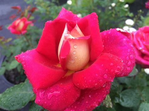 Cherries And Champagne™ Rosa Hybrid Tea Cherries And Champagne™ From Regan