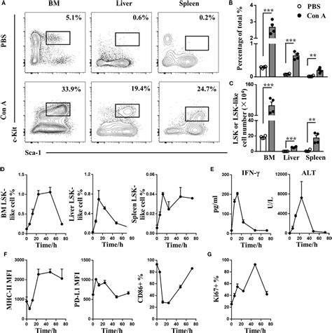 Frontiers Ifn γstat1inos Induces Myeloid Progenitors To Acquire