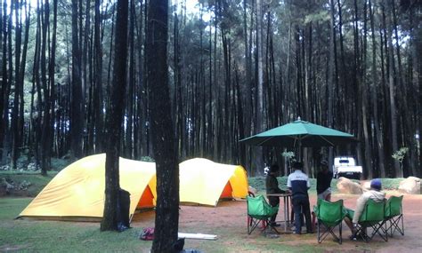 6 Aktivitas Menarik Di Hutan Pinus Gunung Pancar