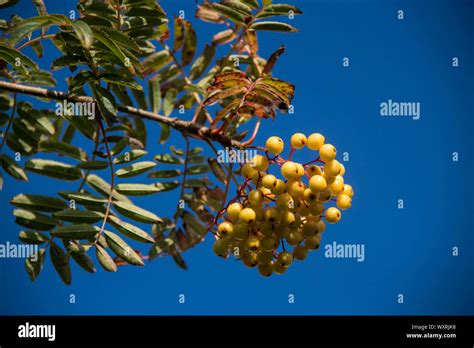 Sorbus tree hi-res stock photography and images - Alamy