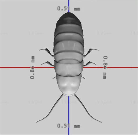 Oriental Cockroach 3d Print Model