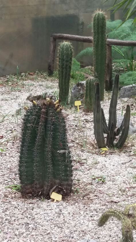 Κακτοιι παντου 😀 ~βοτανικος κηπος~ Cactus Plants Plants Cactus