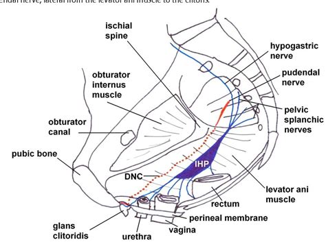 Cliterous Diagram Clitoral Hood Reduction