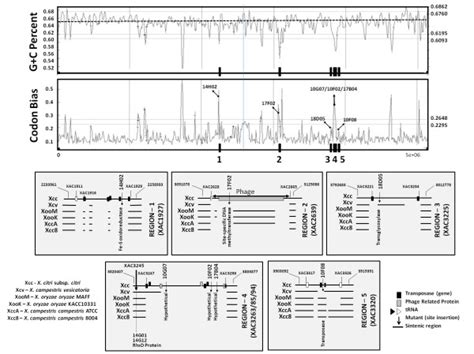 Xcc Genome Exclusive Regions Determination Of Possible Xcc Exclusive