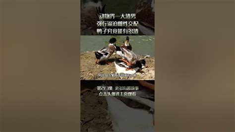 23动物界一大渣男，强行逼迫雌性交配，鸭子究竟能有多渣！自然 动物 Animal 生存 鸭子shorts Youtube