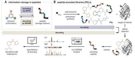 Can Peptides Replace Dna And Contribute To The Encoded Compound Library
