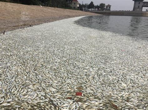 Tianjin des milliers de poissons morts échoués sur les berges d un fleuve qui traverse la ville