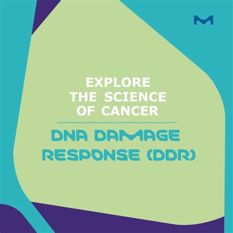 Dr Corinna Schaffroth On Linkedin Dna Damage Response Ddr