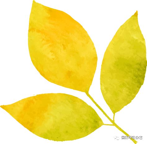 【指南解读】《成人特发性肺纤维化（更新）和进展性肺纤维化：atsersjrsalat临床实践指南（2022版）》解读（一）疾病治疗