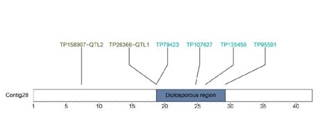 Region Linked To Apomixis In E Curvula Victoria Cv With Four Linked