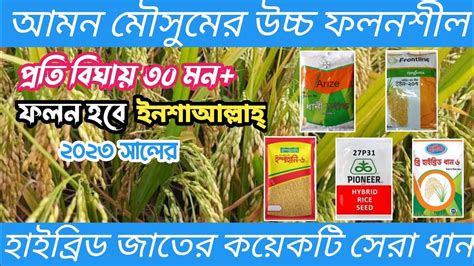 আমন মৌসুমের সবচেয়ে উচ্চ ফলনশীল ধানের জাত। আমন মৌসুমের সর্বোচ্চ ফলনশীল