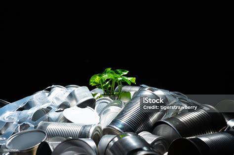 주석 알루미늄 먼지 쓰레기로 가득 토양에 녹색 성장 공장 농업 및 원예 또는 생태 재해 금속 알루미늄 주석 쓰레기 오염으로 인해