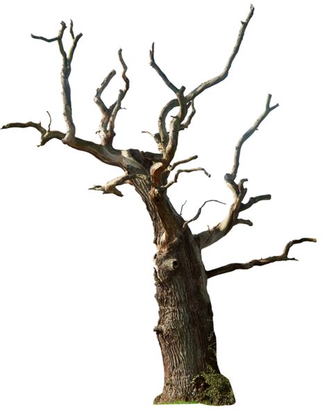 Blossom Tree Tattoo Pine Tree Tattoo Blossom Trees Tree Photoshop