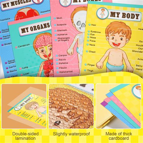 Buy Human Body Educational Learning Posters Body Parts Learning Wall