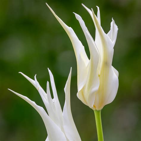 Buy Tulip Healthcare Tulip Bulbs Sarah Raven
