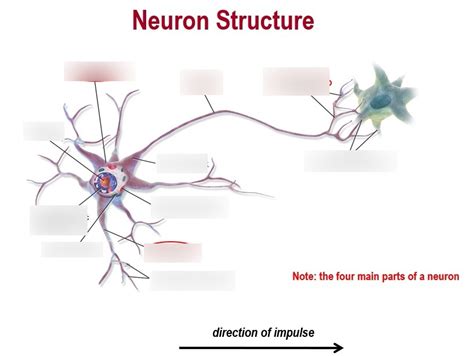 Neuron Structure Diagram Quizlet
