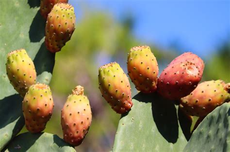 Prickly Pear Opuntia Cactus Free Photo On Pixabay Pixabay