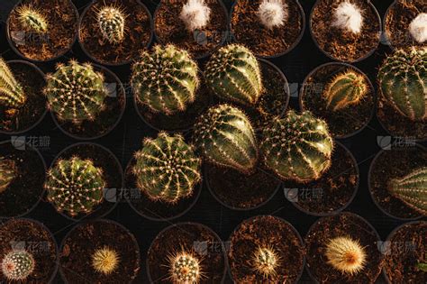 盆中仙人掌俯视图