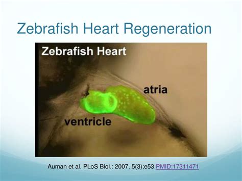 Ppt Zebrafish Heart Regeneration Occurs By Cardiomyocyte
