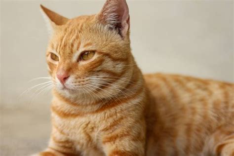 Имя и кличка для рыжего кота как назвать котенка мальчика и девочку