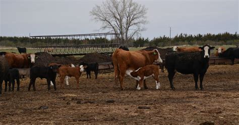 Is ‘this Normal Veterinarian Explains Calving Problems