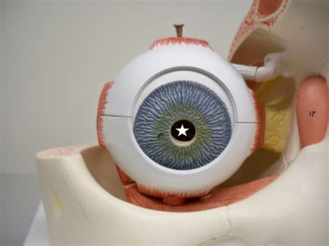 Eye Anatomy Flashcards Quizlet