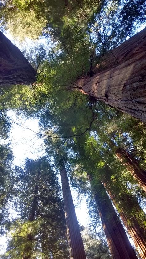 Redwood National Forest By Helluvanerd On Deviantart