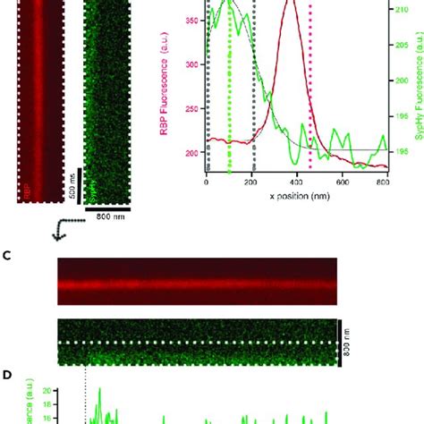 High Spatiotemporal Resolution Imaging Of A Single Syphy Fusion Events Download Scientific