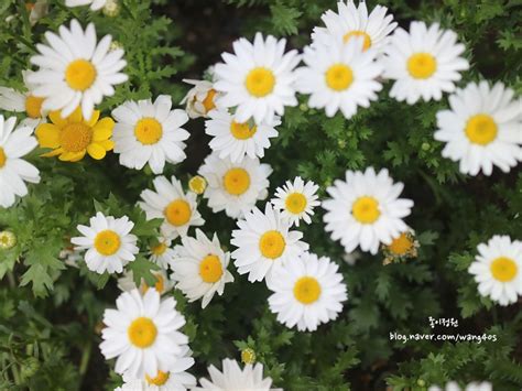 마가렛 데이지 꽃 키우기 사스타데이지 꽃말 네이버 블로그